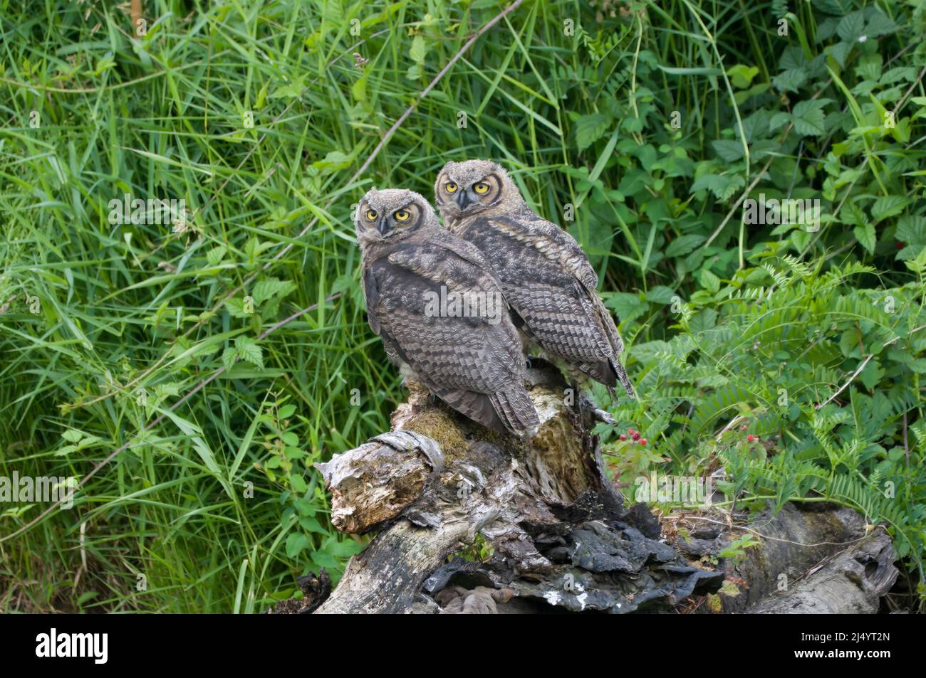 Juvenile great horned owls hi-res stock photography and images - Alamy