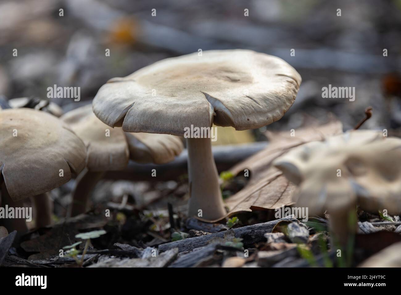 Tan mushroom hi-res stock photography and images - Alamy