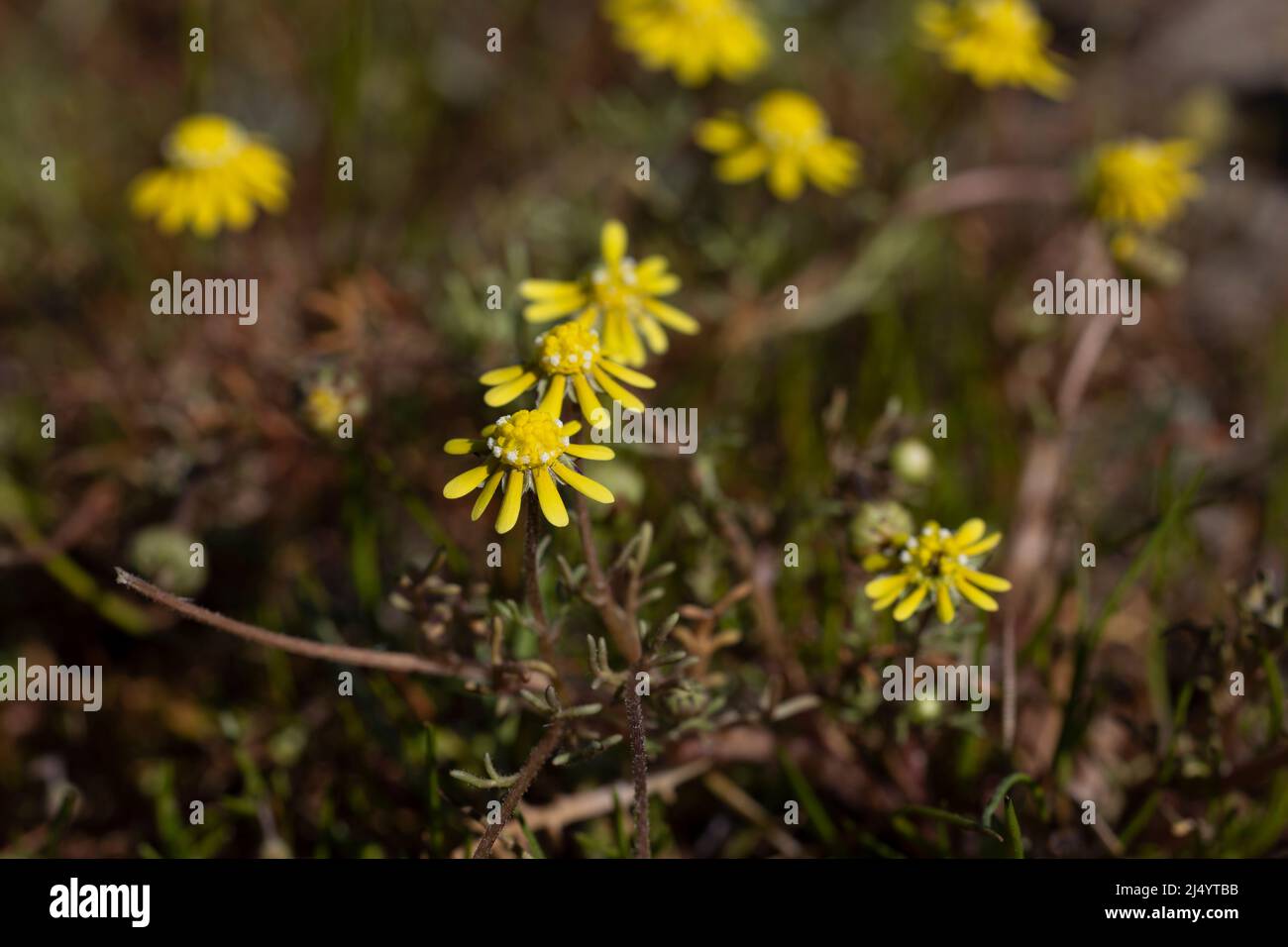 Nanum hi-res stock photography and images - Alamy