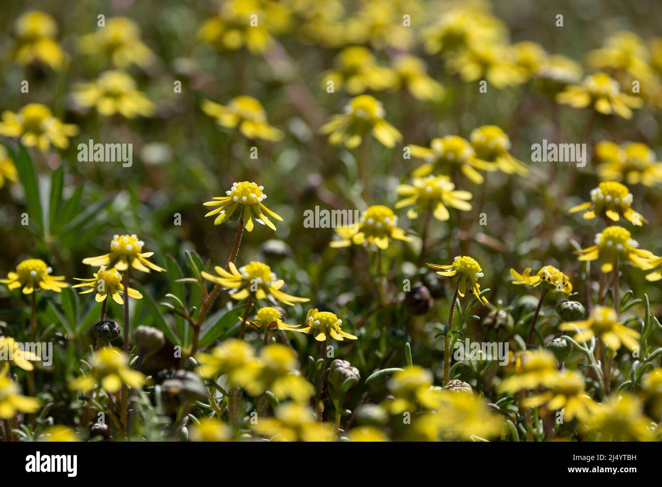 Nanum hi-res stock photography and images - Alamy
