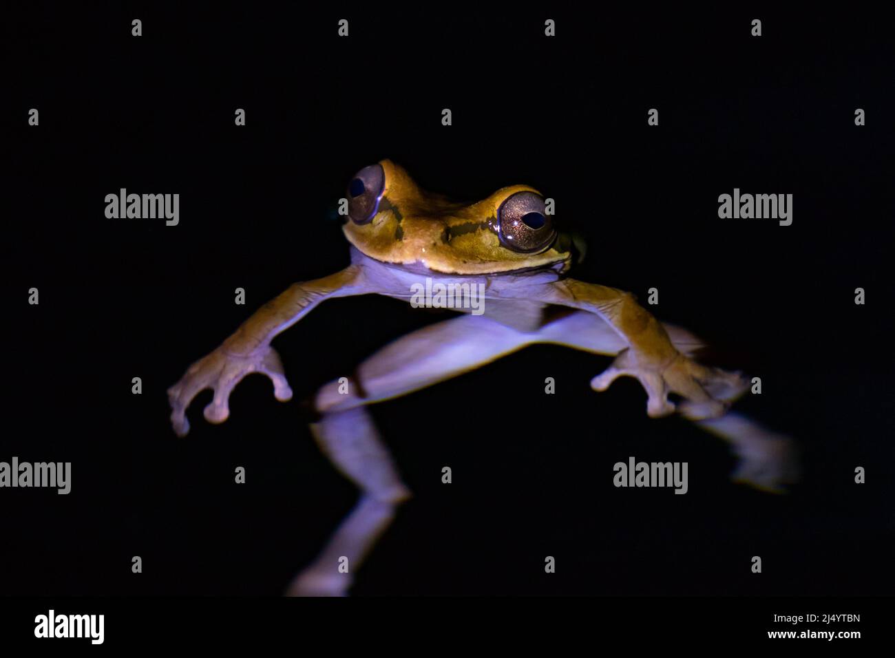 Masked tree frog smilisca phaeota hi-res stock photography and images ...