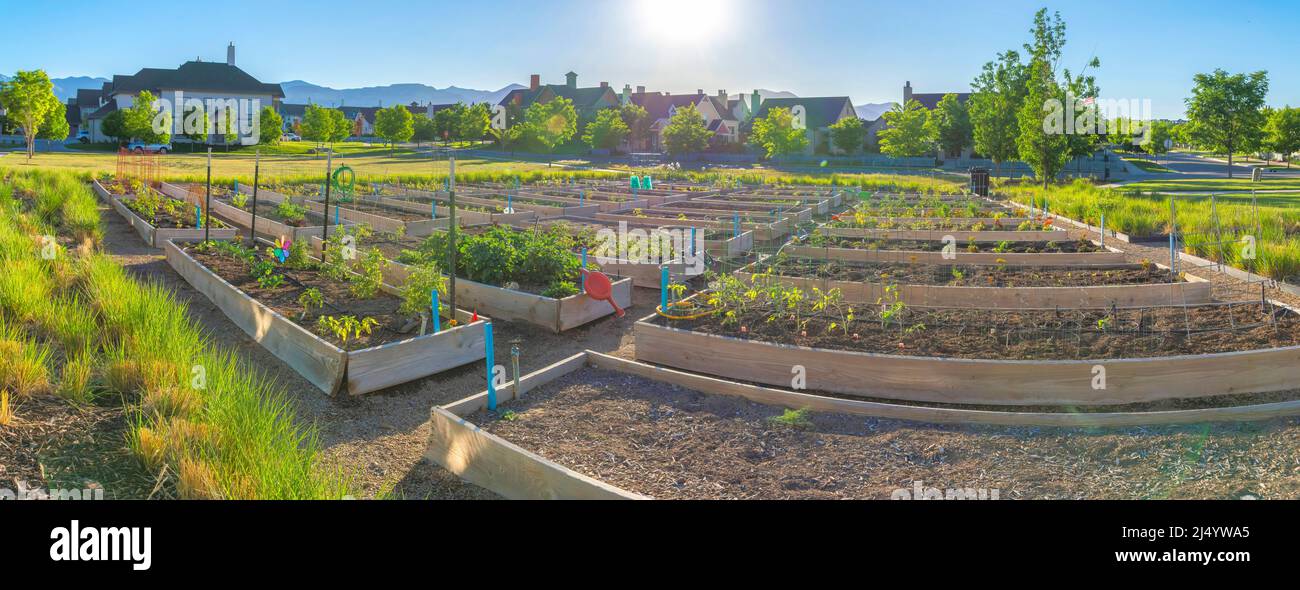 Community garden in the middle of a field with trees at Daybreak, South ...
