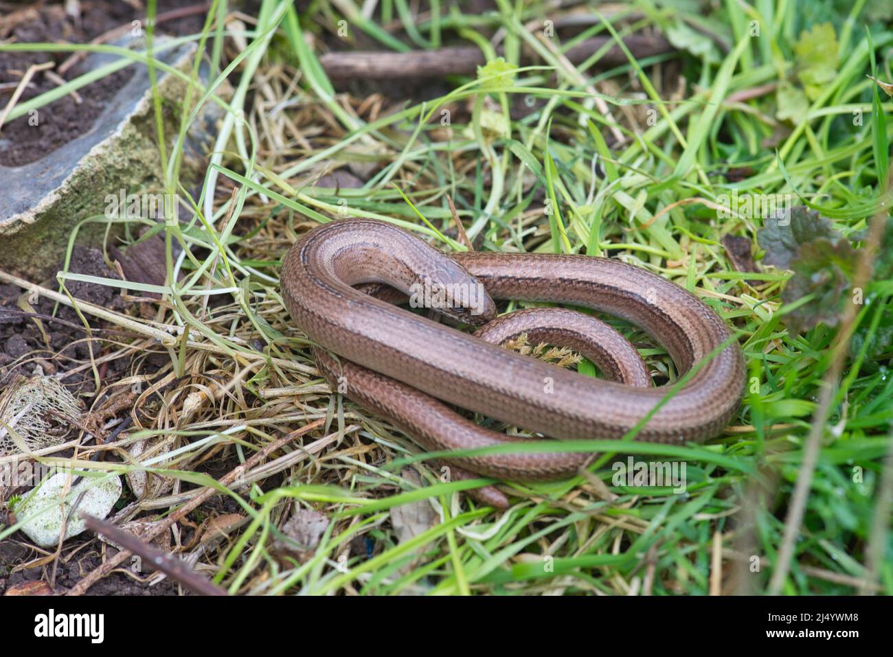 Slow lizard hi-res stock photography and images - Alamy