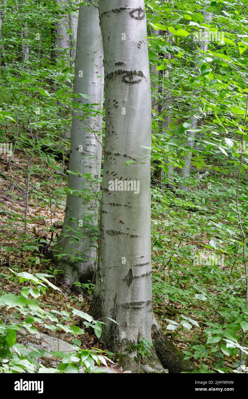 Bartlett Experimental Forest - Bear claw marks in a beech tree (fagus ...