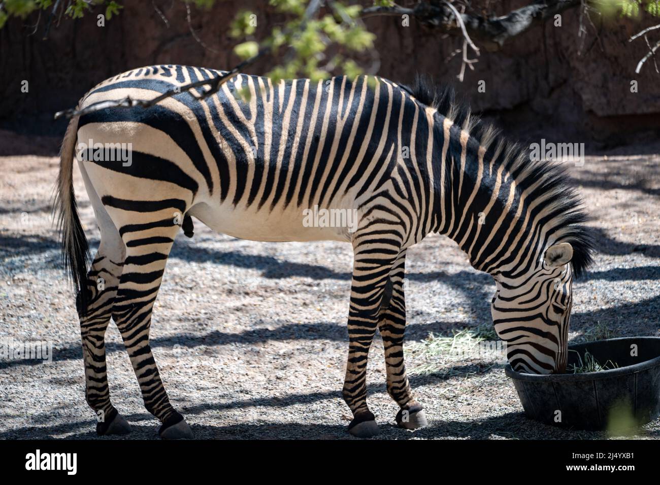 Odd toec ungulate hi-res stock photography and images - Alamy