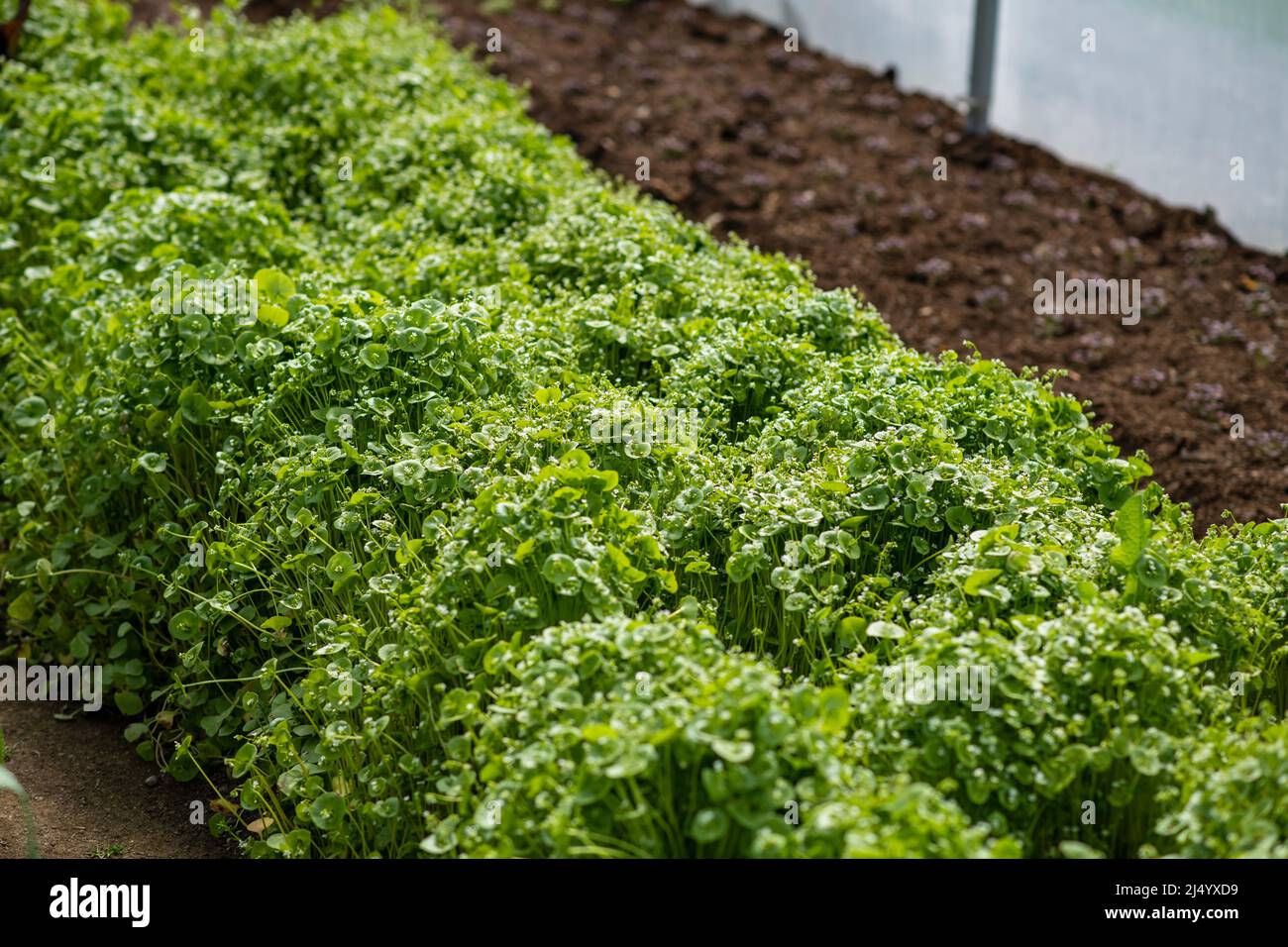 Crops for cooking and use in nutrition and health Stock Photo - Alamy
