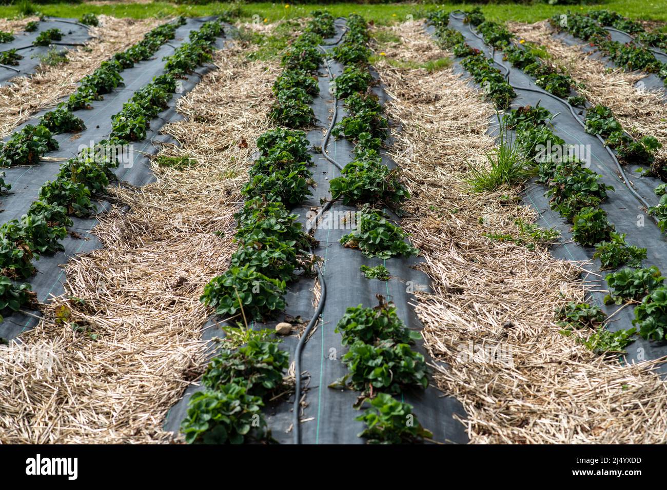 Crops for cooking and use in nutrition and health Stock Photo - Alamy