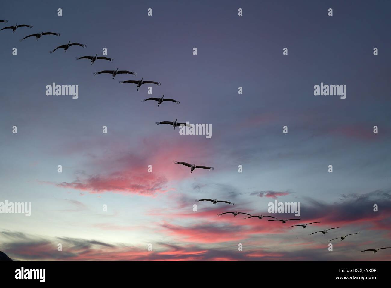 Migrating Sandhill Cranes (Antigone canadensis Stock Photo - Alamy