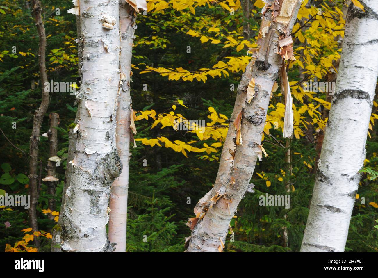 Birch Trees in the area of Kancamagus Pass along the Kancamagus Scenic ...