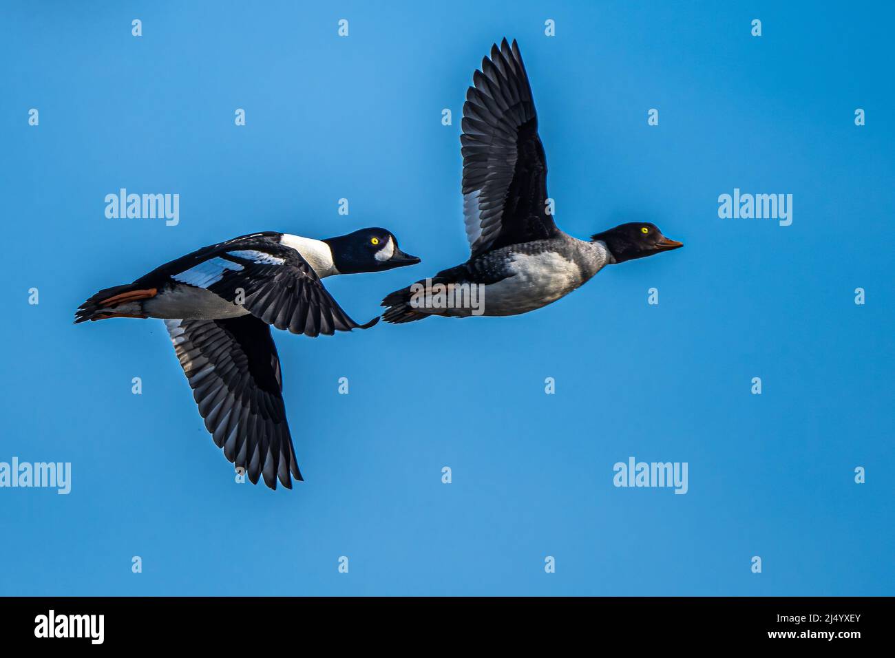 Common goldeneye species duck hi-res stock photography and images - Alamy