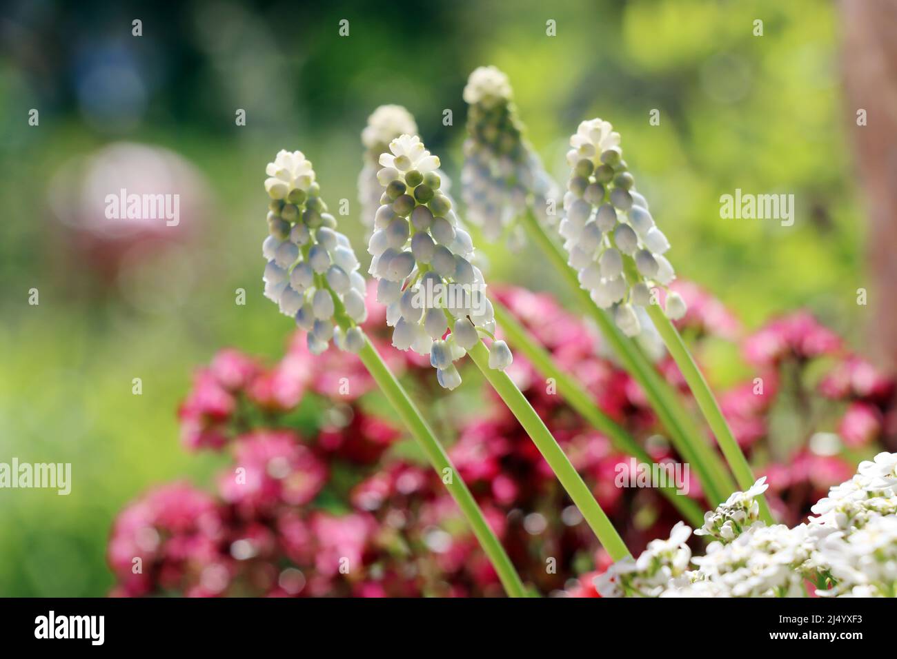 Traubenhyazinthe (Muscari sp.) Hybride Stock Photo - Alamy