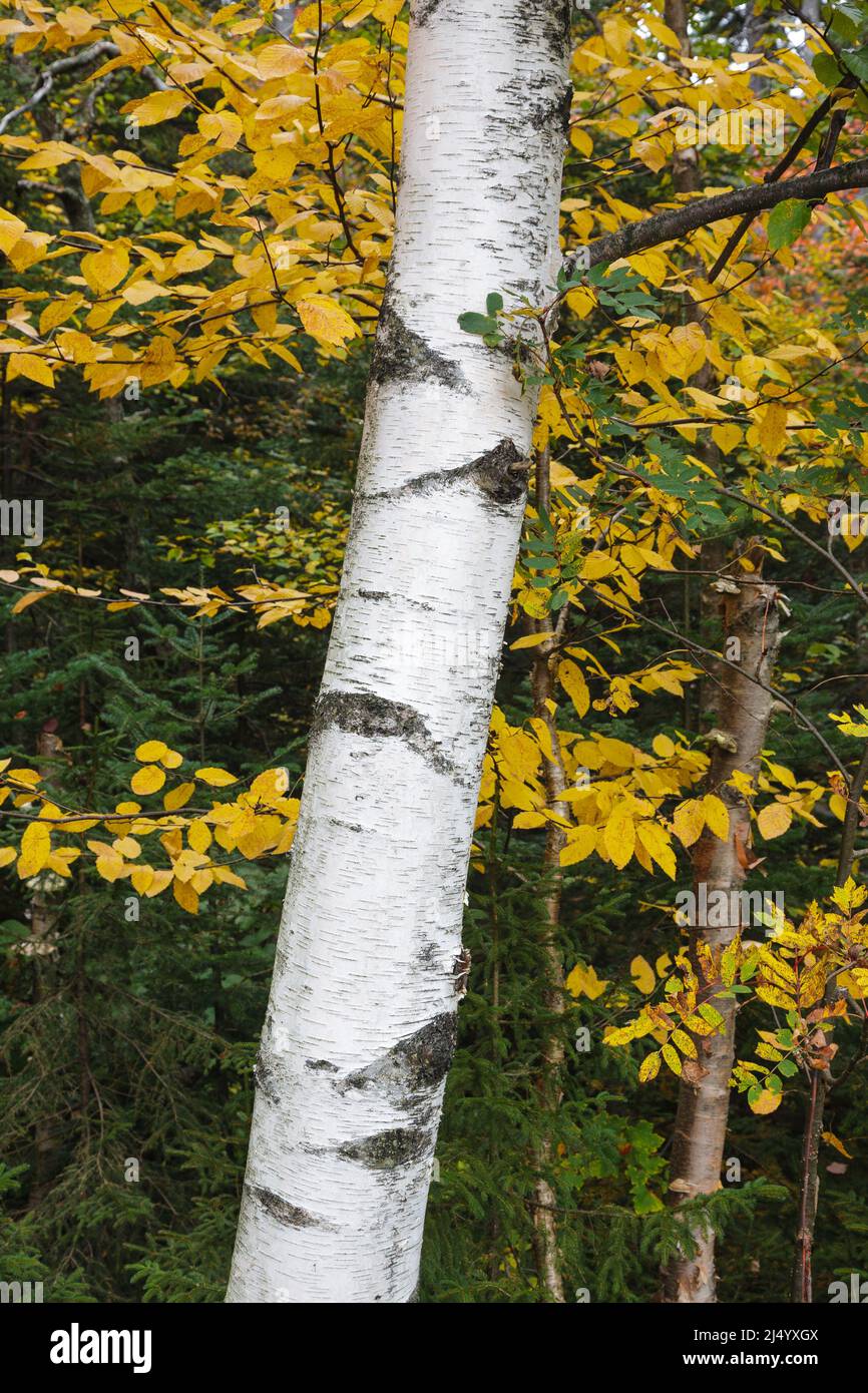 Birch Trees in the area of Kancamagus Pass along the Kancamagus Scenic ...