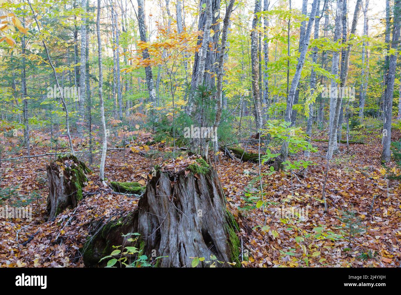 1906 1916 hi-res stock photography and images - Alamy