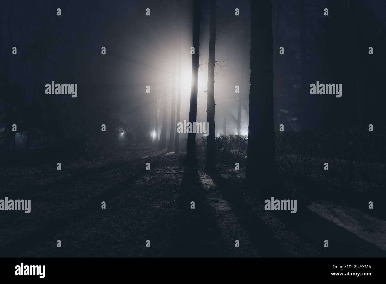 Tree in fog night illumination hi-res stock photography and images - Alamy