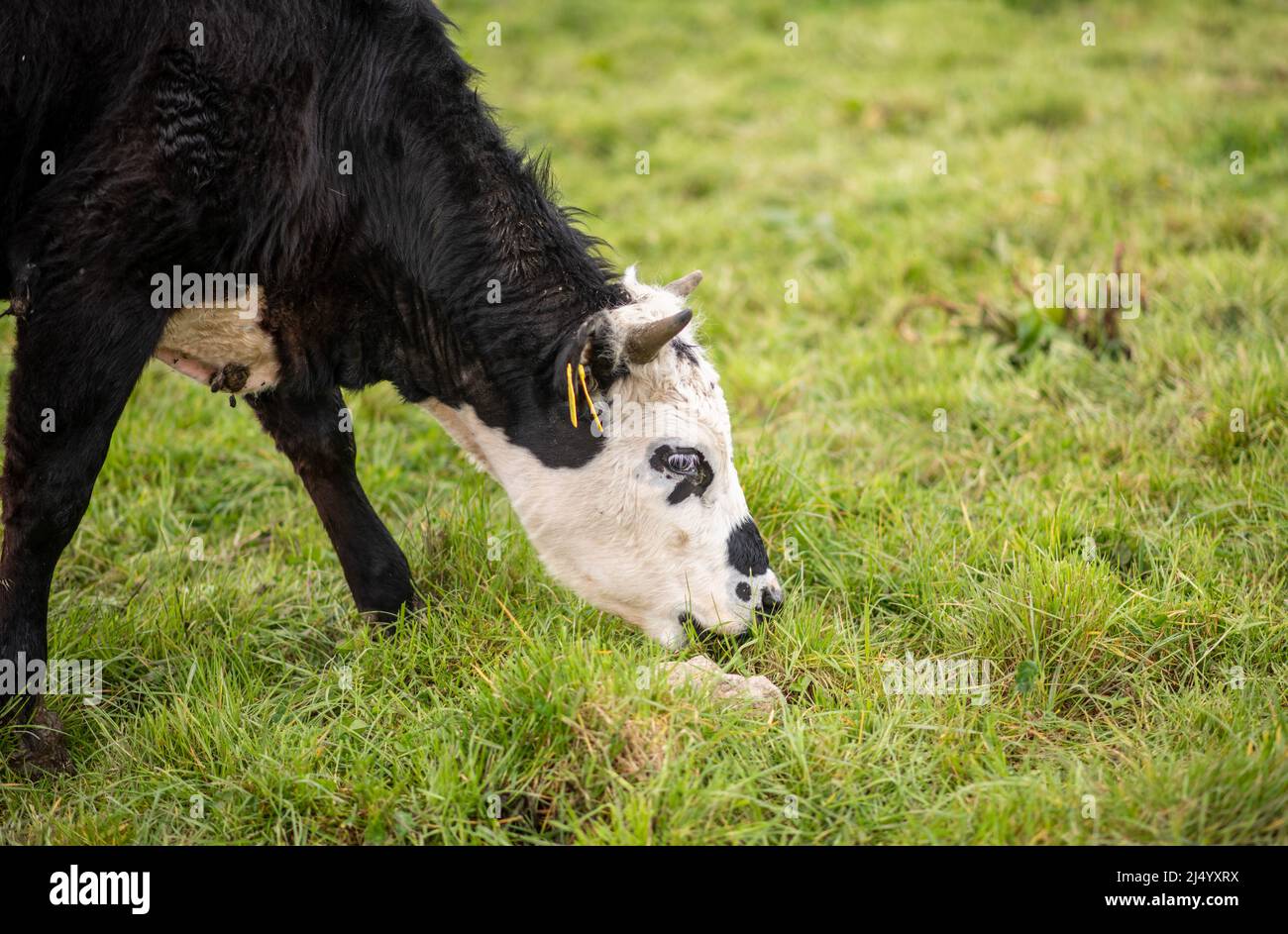 young cows in pasture, free range, breeding Stock Photo - Alamy