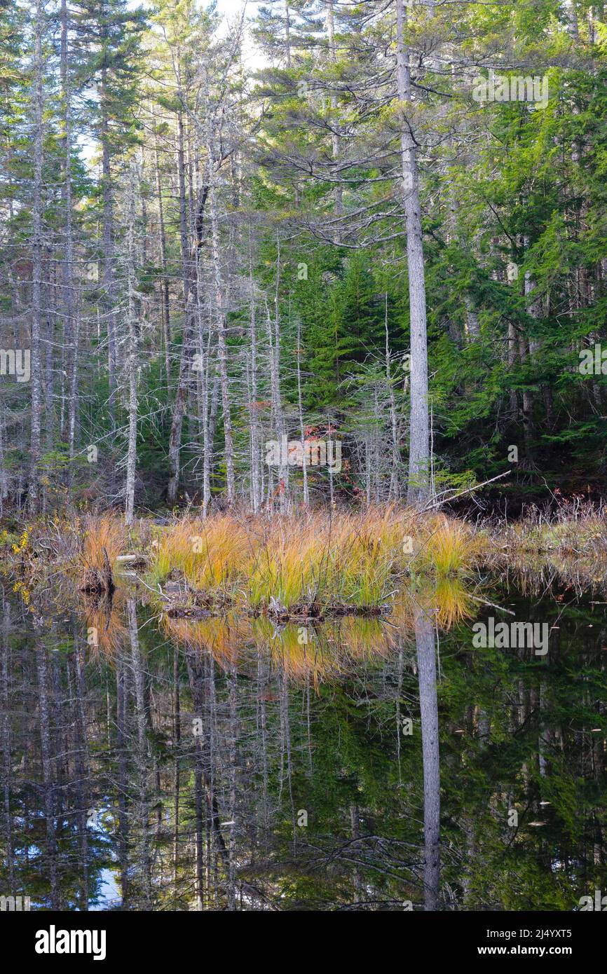 Wetlands along the Oliverian Brook Trail in the Albany, New Hampshire ...