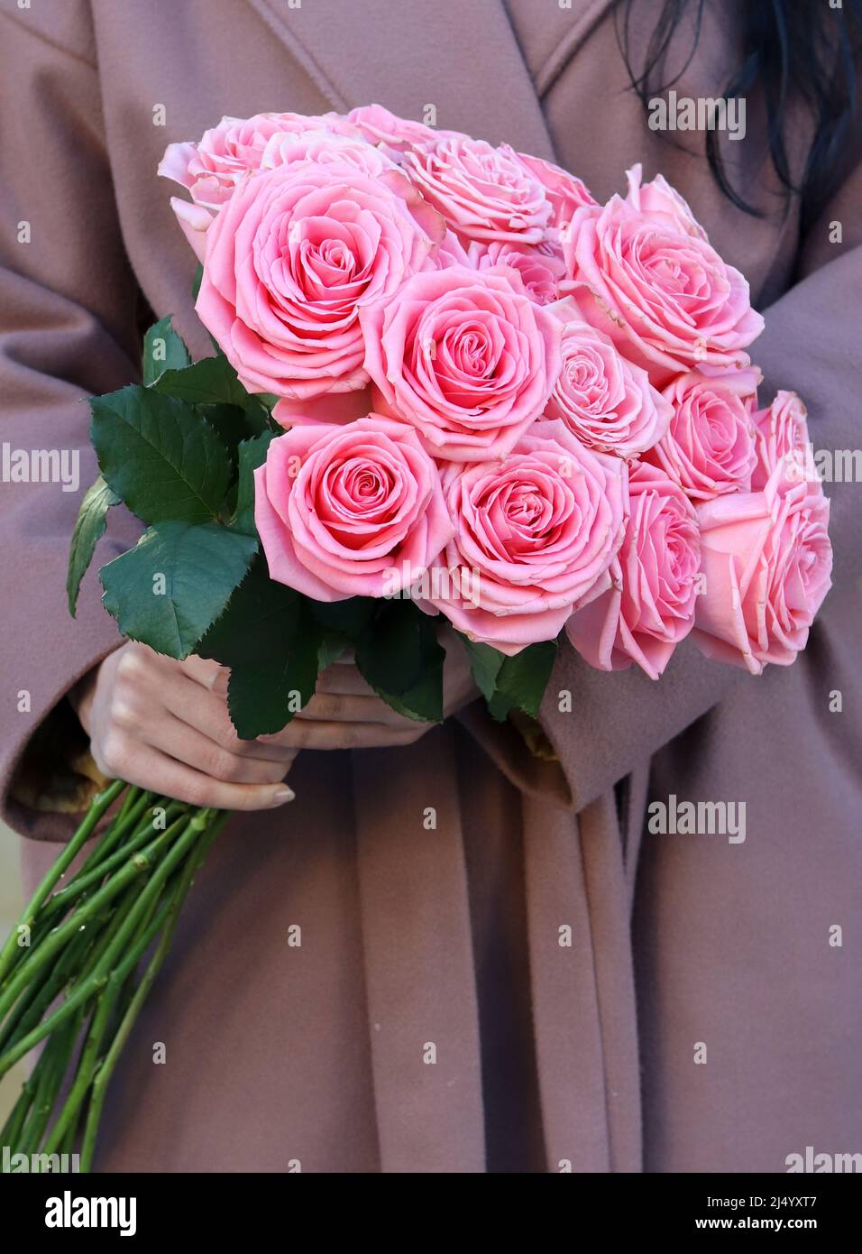 Beautiful mono bouquet of pink roses. Woman in brown coat holding ...