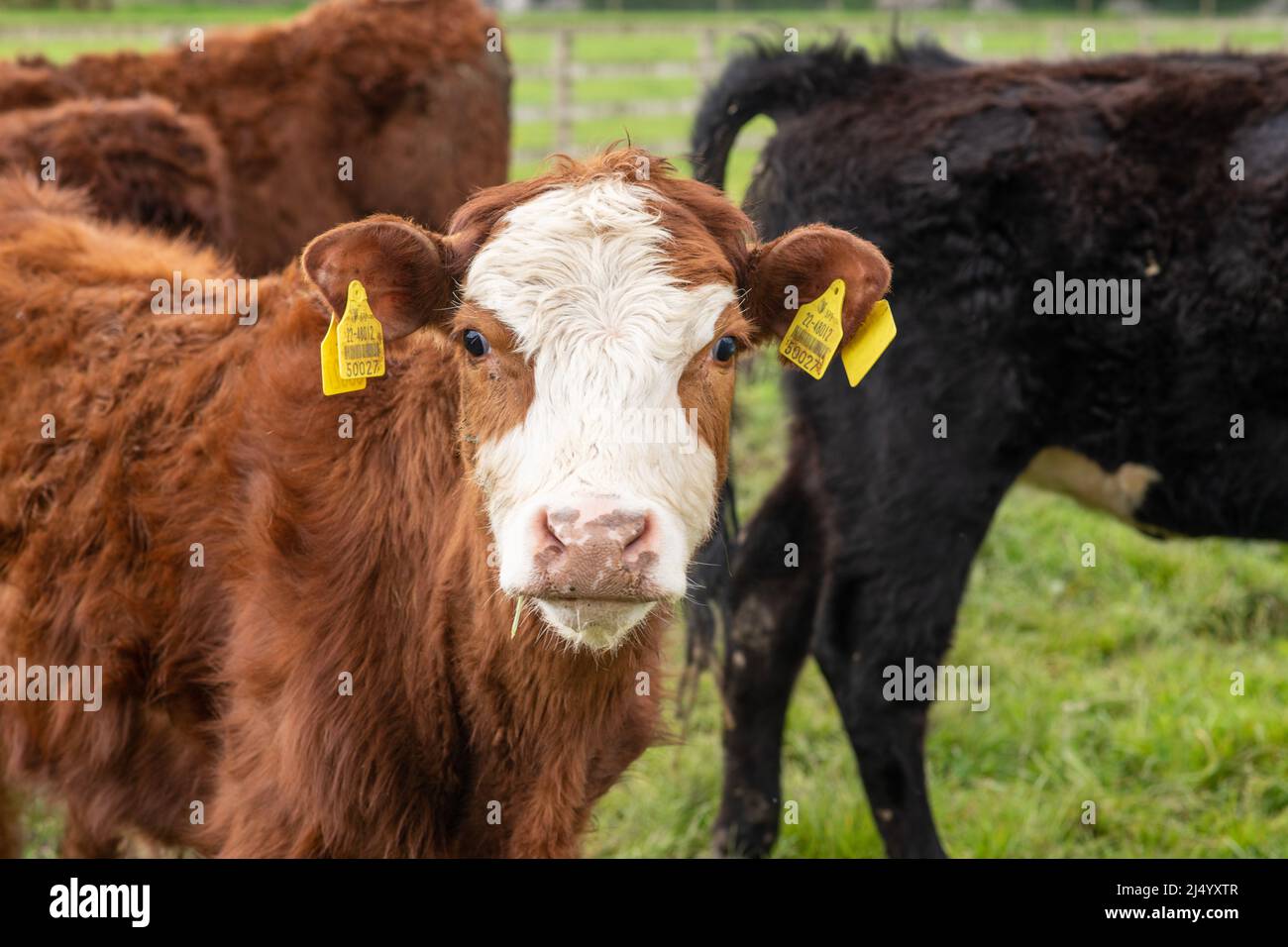 young cows in pasture, free range, breeding Stock Photo - Alamy