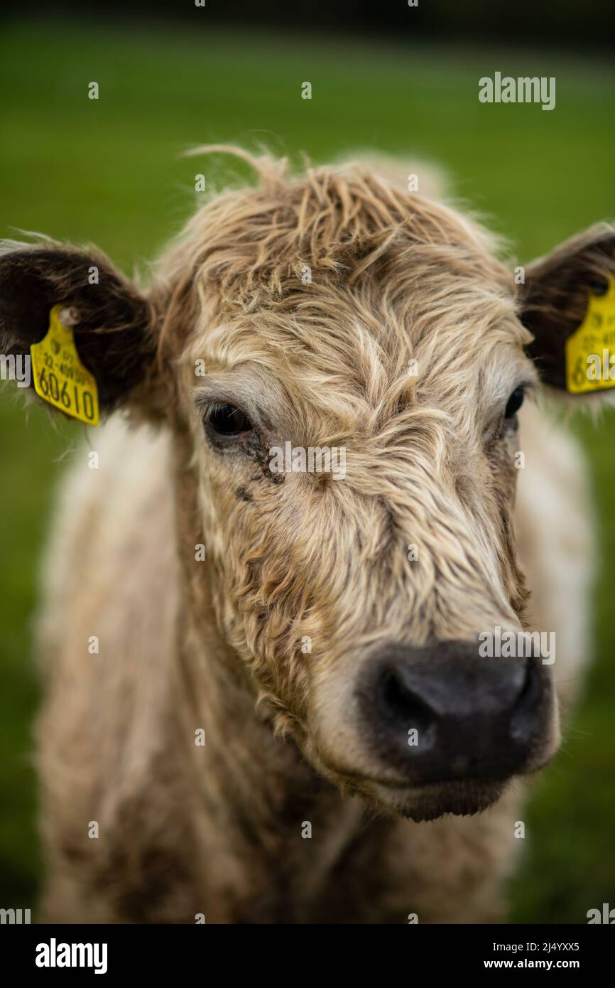 young cows in pasture, free range, breeding Stock Photo - Alamy