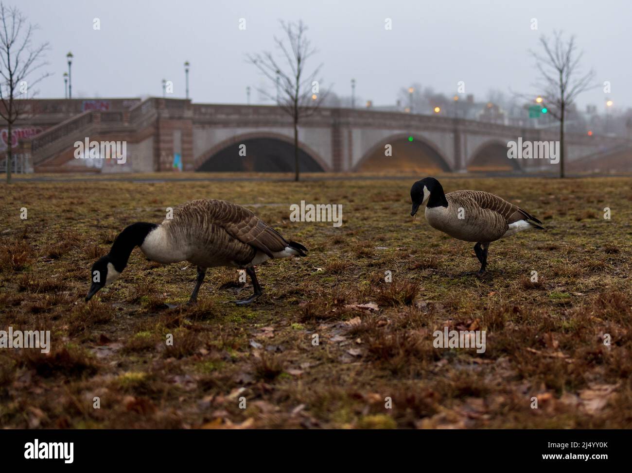 Canada geese graze along river next to historic bridge in morning mist ...
