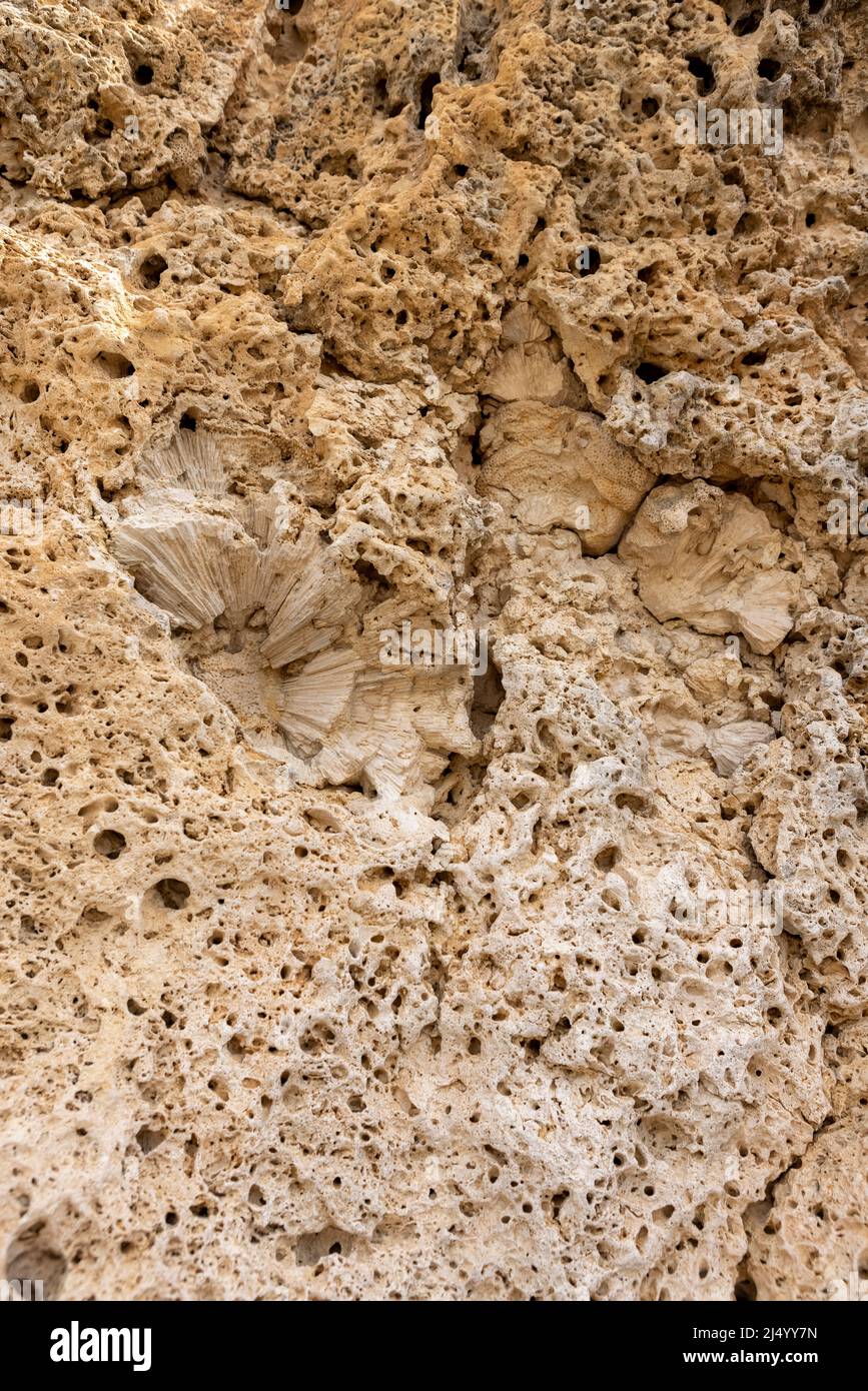 Coral cliff at the shore of Playa Jeremi on the Caribbean island ...