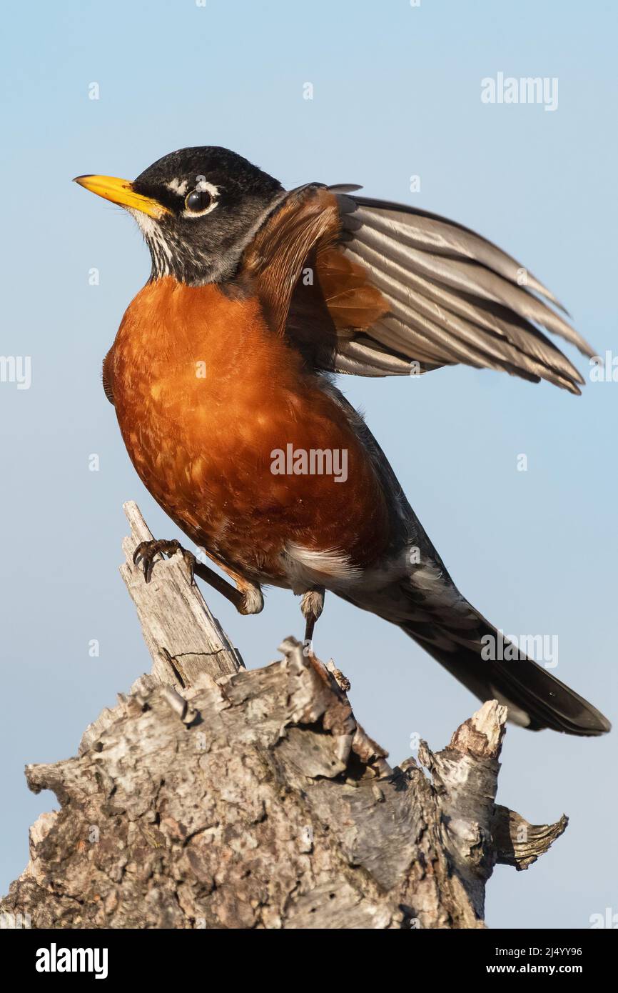 Flying Robin Images American Robin Acrobatics | Birds Of New