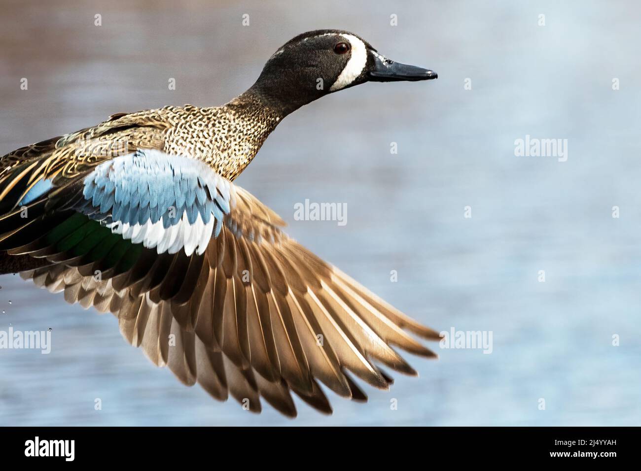 Drake blue-winged teal flight Stock Photo - Alamy