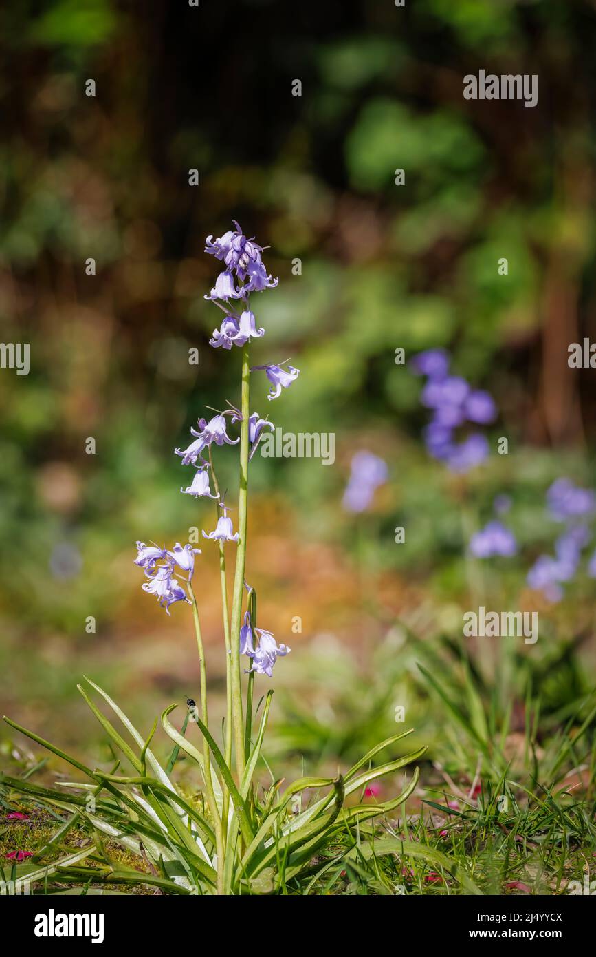 English bluebells (Hyacinthoides non-scripta) flowering in early spring ...