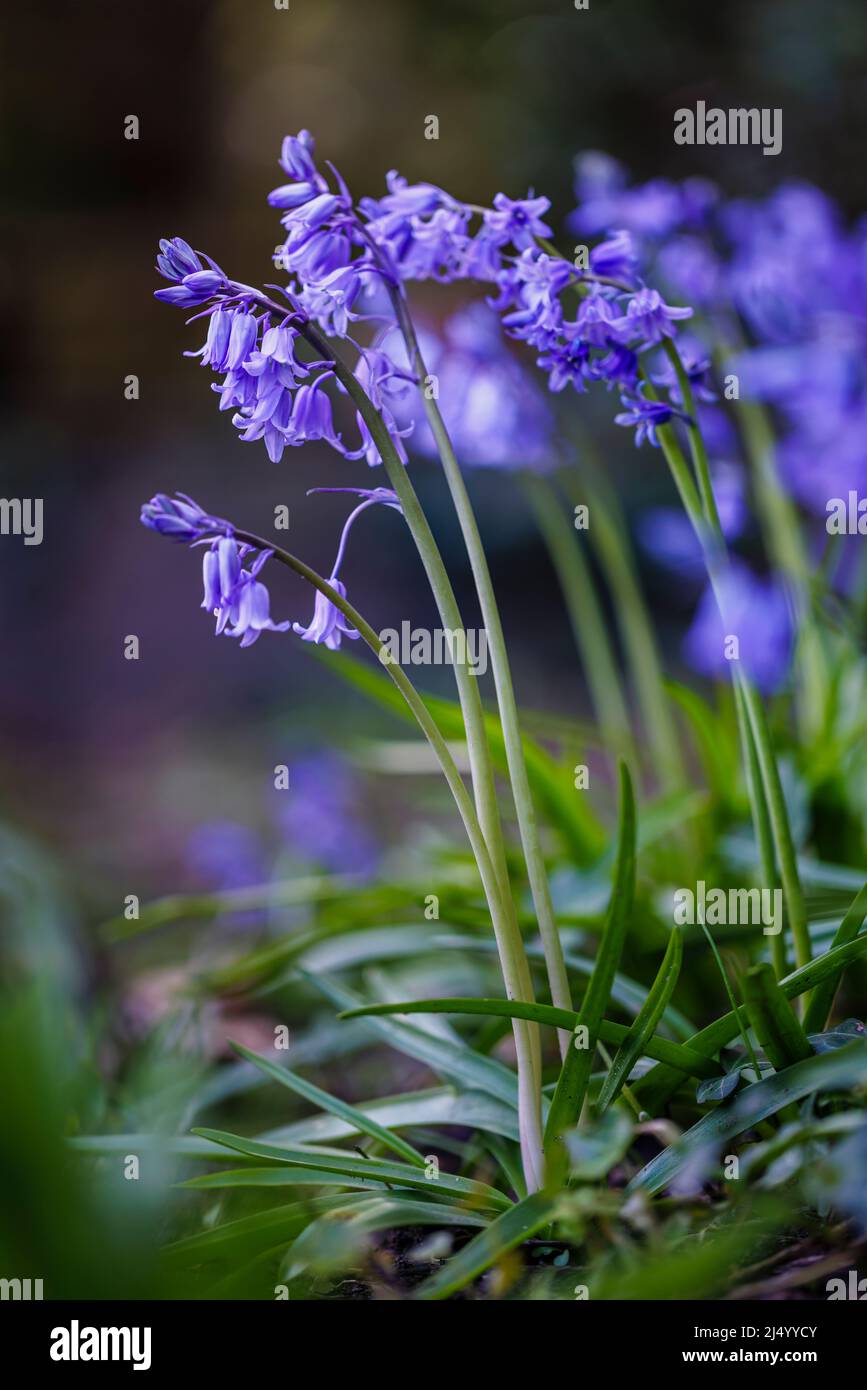 English bluebells (Hyacinthoides non-scripta) flowering in early spring ...