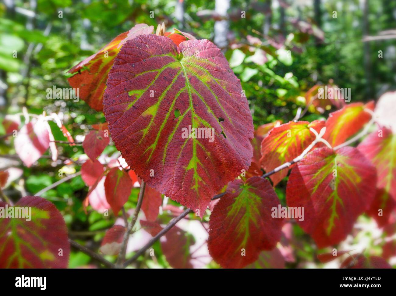 Hobblebush in the Swift River drainage of the White Mountains, New ...