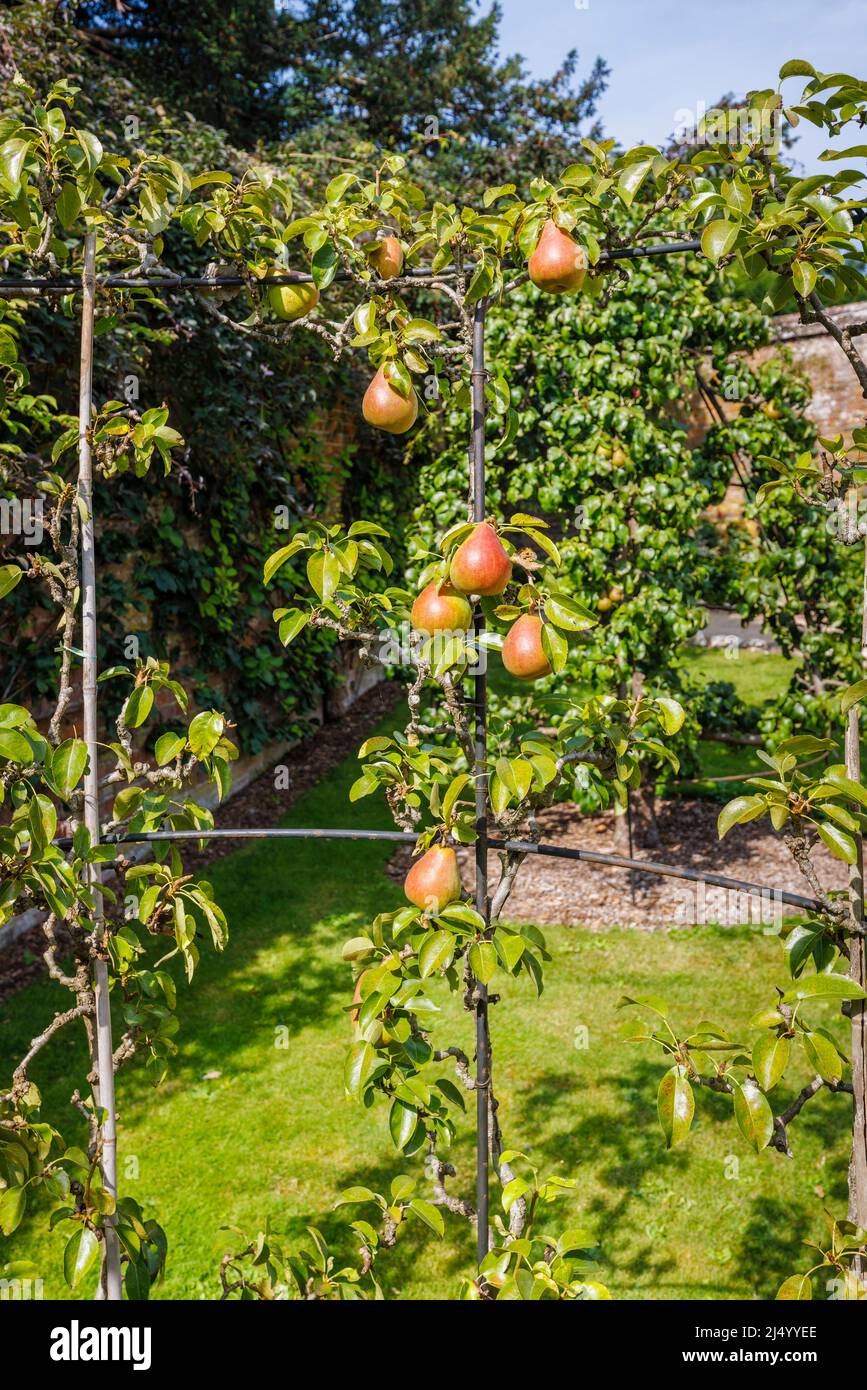 Espalier pear tree with ripening pears growing in a walled garden in ...