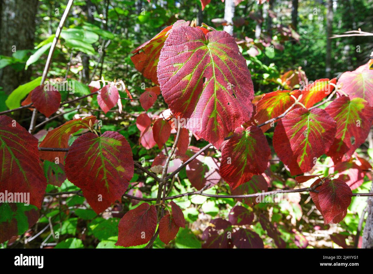 Hobblebush in the Swift River drainage of the White Mountains, New ...
