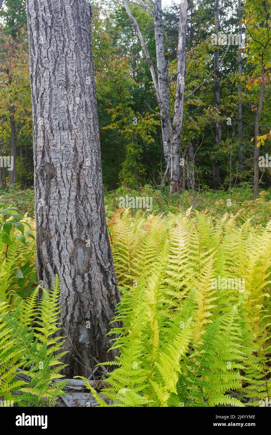 Quaking Aspen - (Populus tremuloides) - stand during the autumn months ...