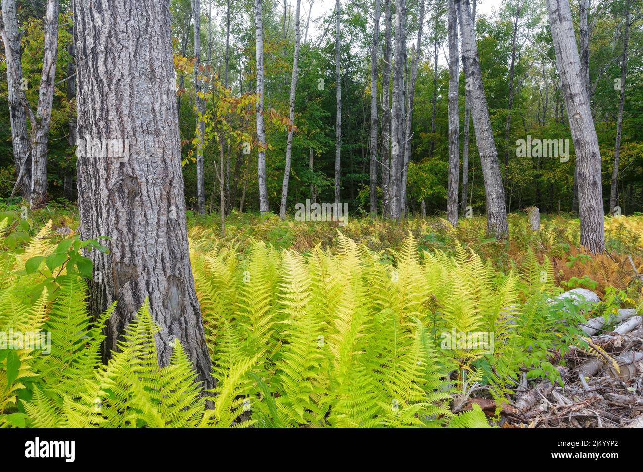 Quaking Aspen - (Populus tremuloides) - stand during the autumn months ...