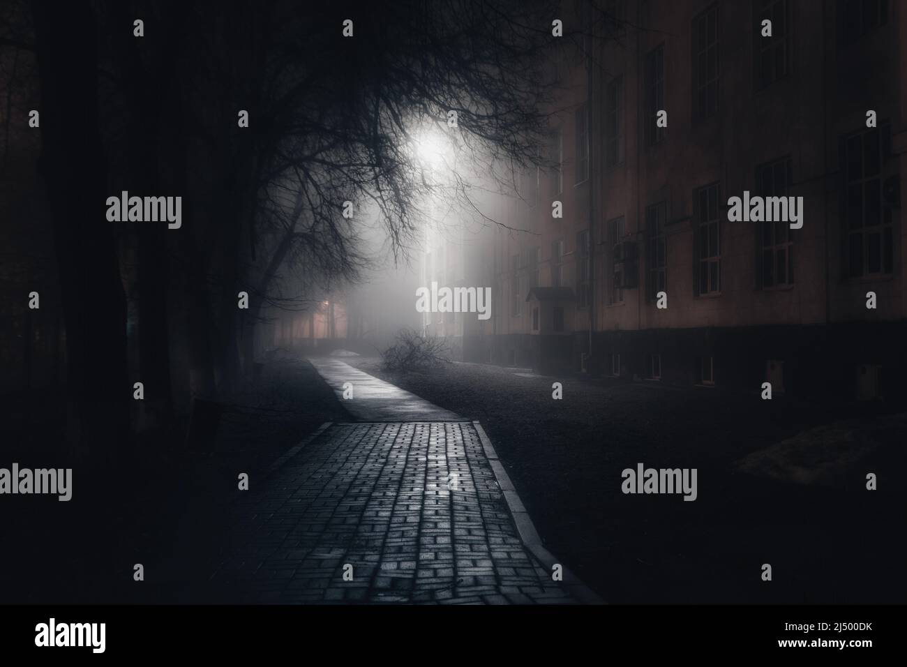 Tree in fog night illumination hi-res stock photography and images - Alamy