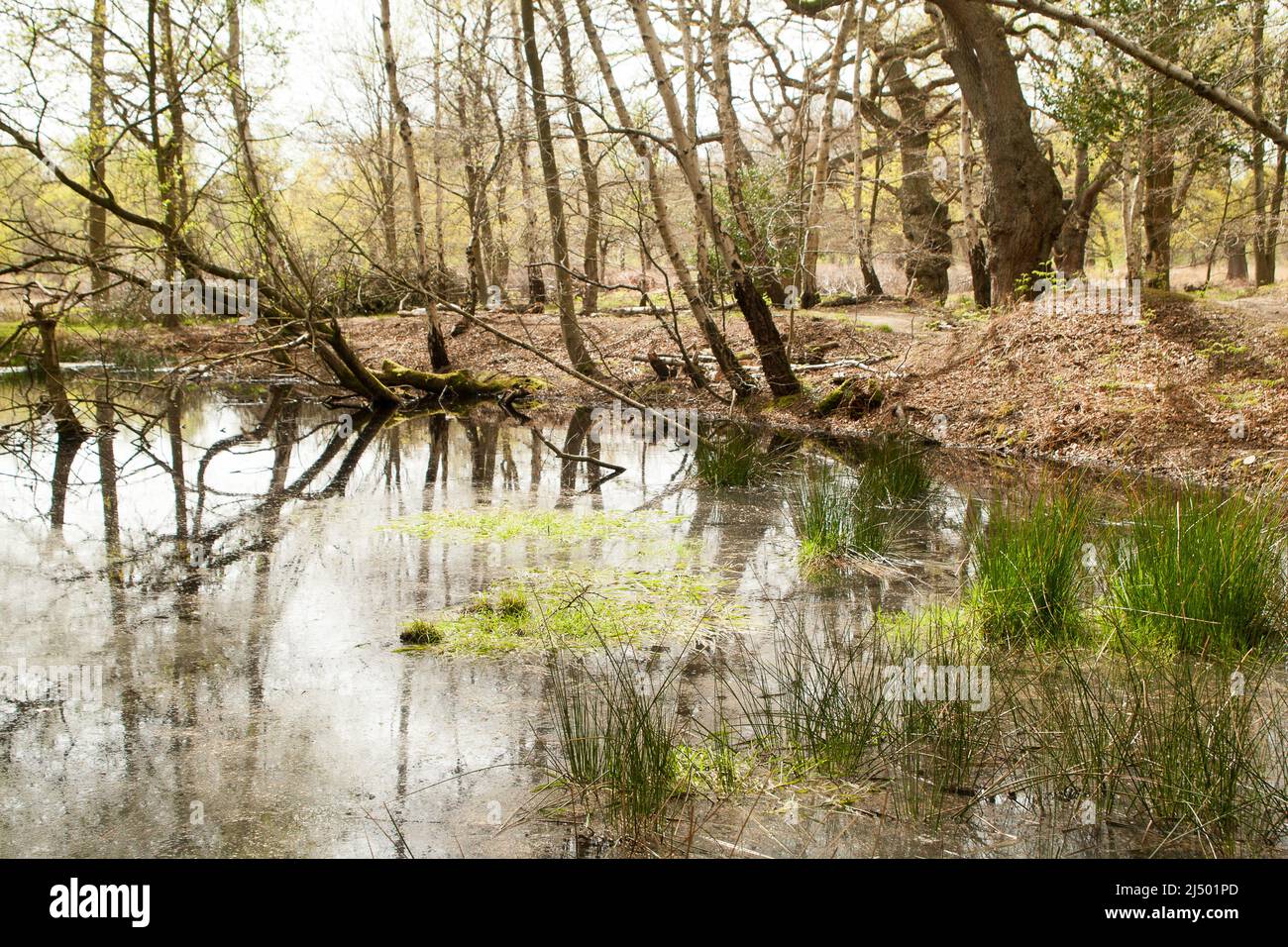 Thames Valley Bog Epping Forest Essex, England UK Europe Stock Photo ...