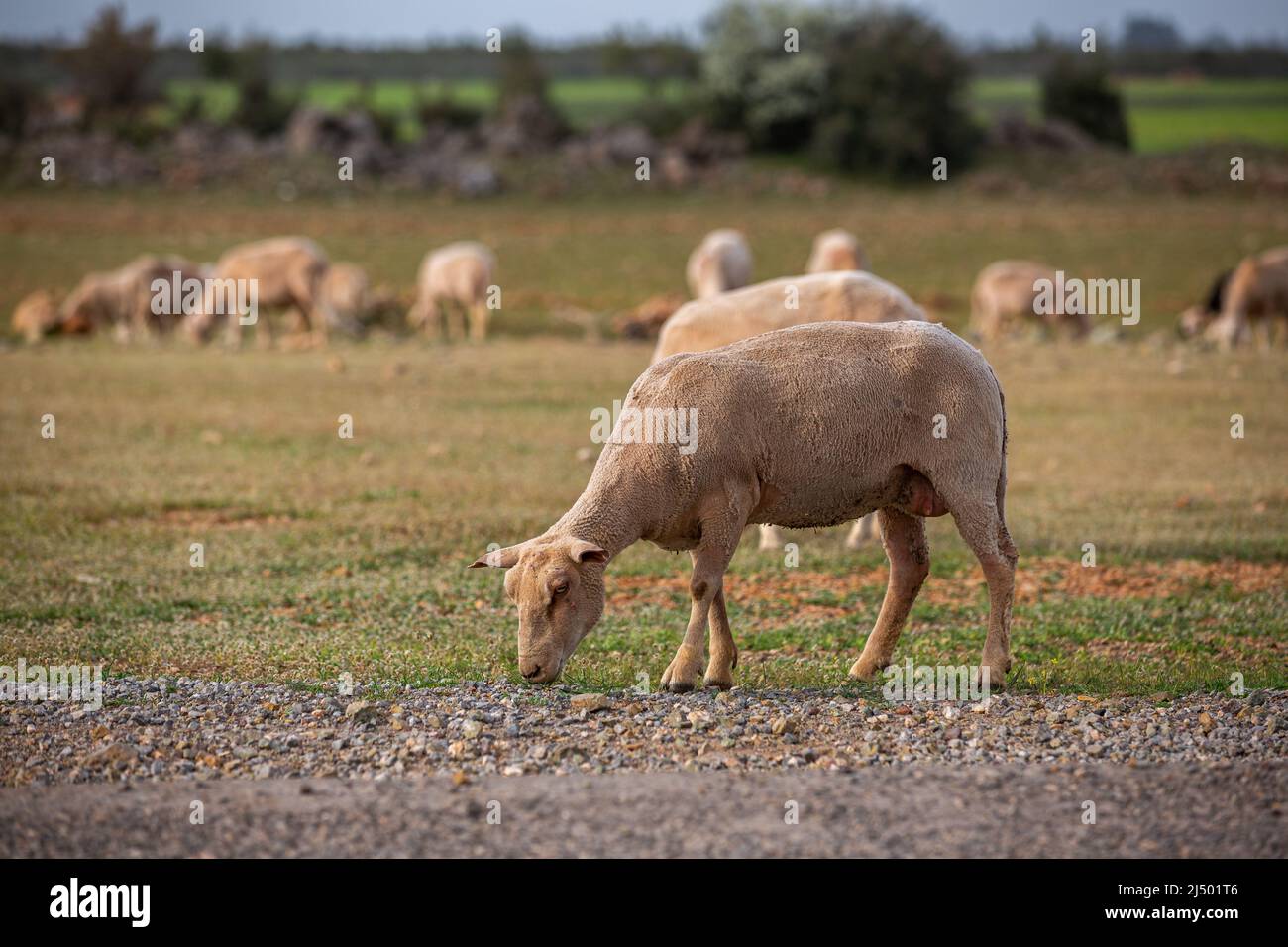 Lambs sheep cattle grazing hi-res stock photography and images - Alamy