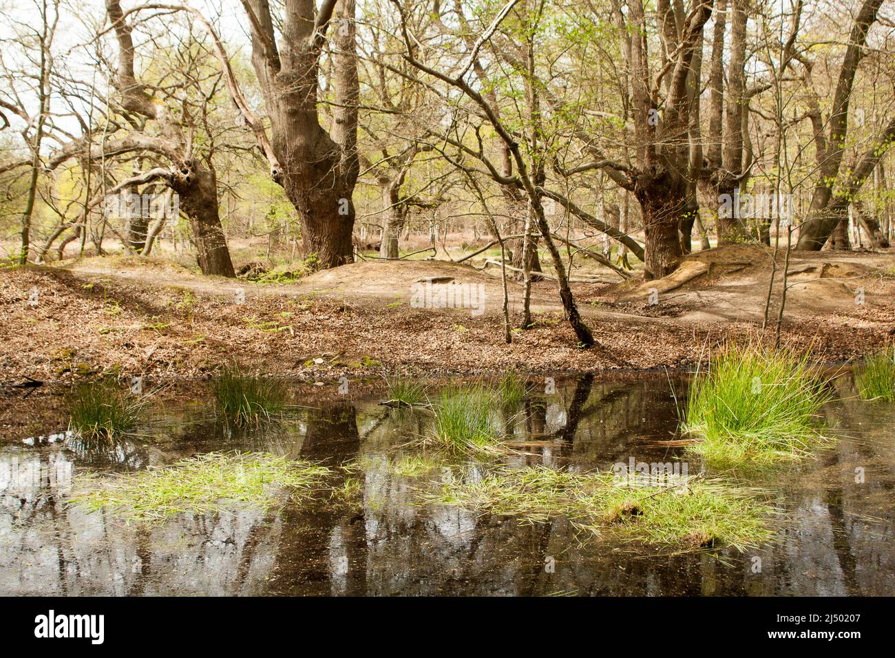 Thames Valley Bog Epping Forest Essex, England UK Europe Stock Photo ...