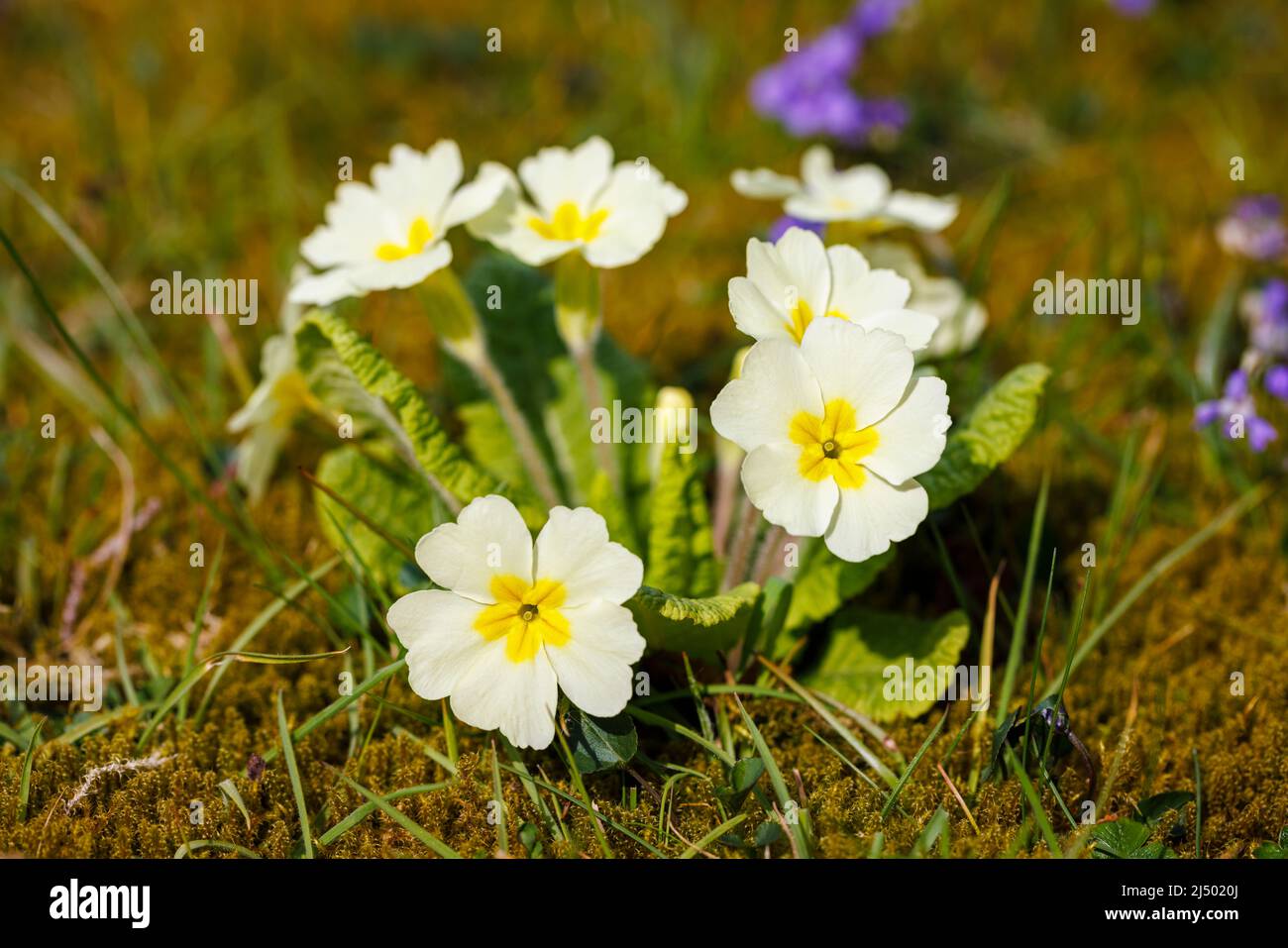 The English primrose (Primula vulgaris) flowering in a lawn in early ...