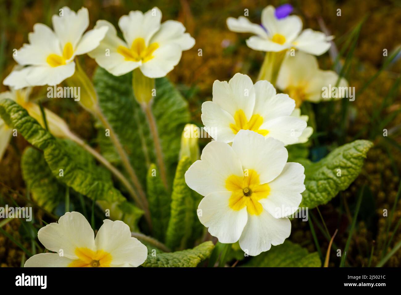 The English primrose (Primula vulgaris) flowering in a lawn in early ...