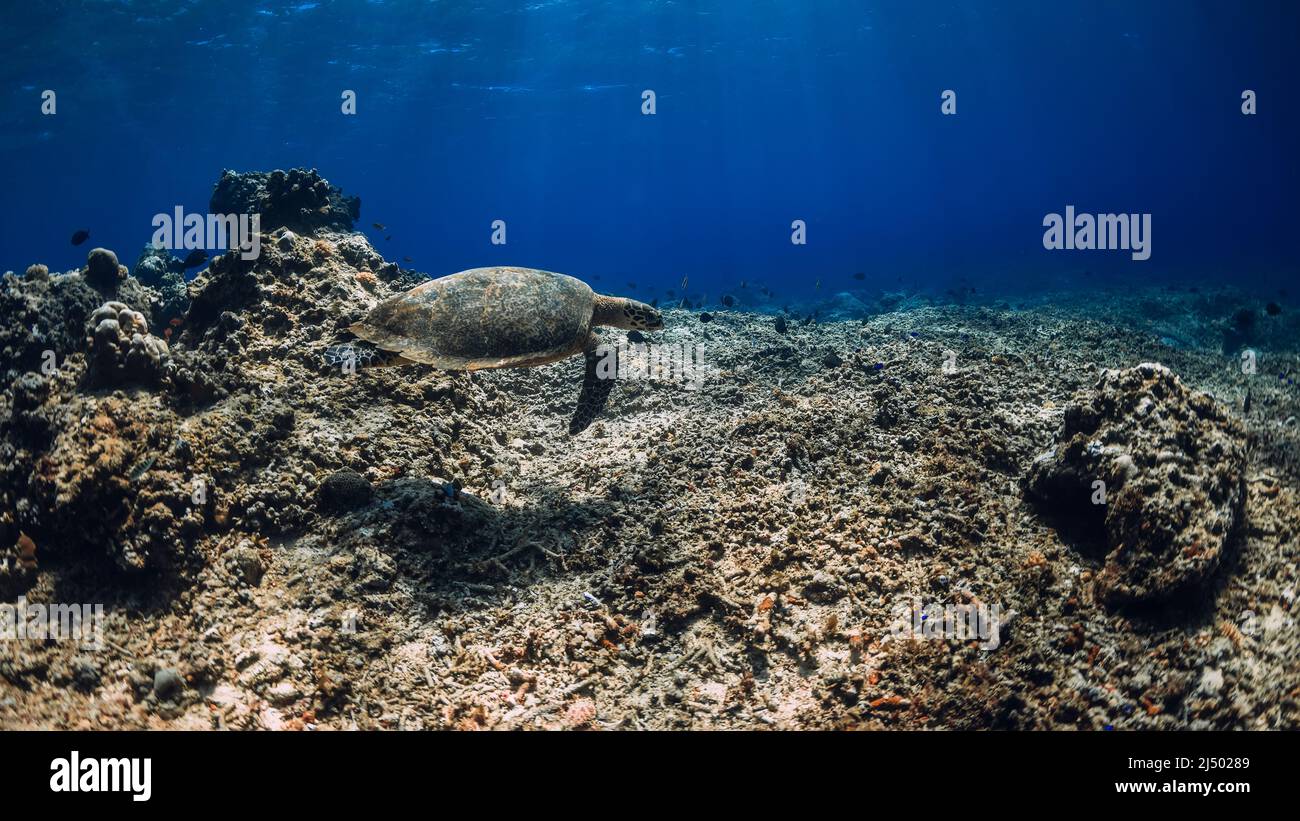 Green Sea Turtle Swim Underwater At The Deep Over Coral Reef In Blue