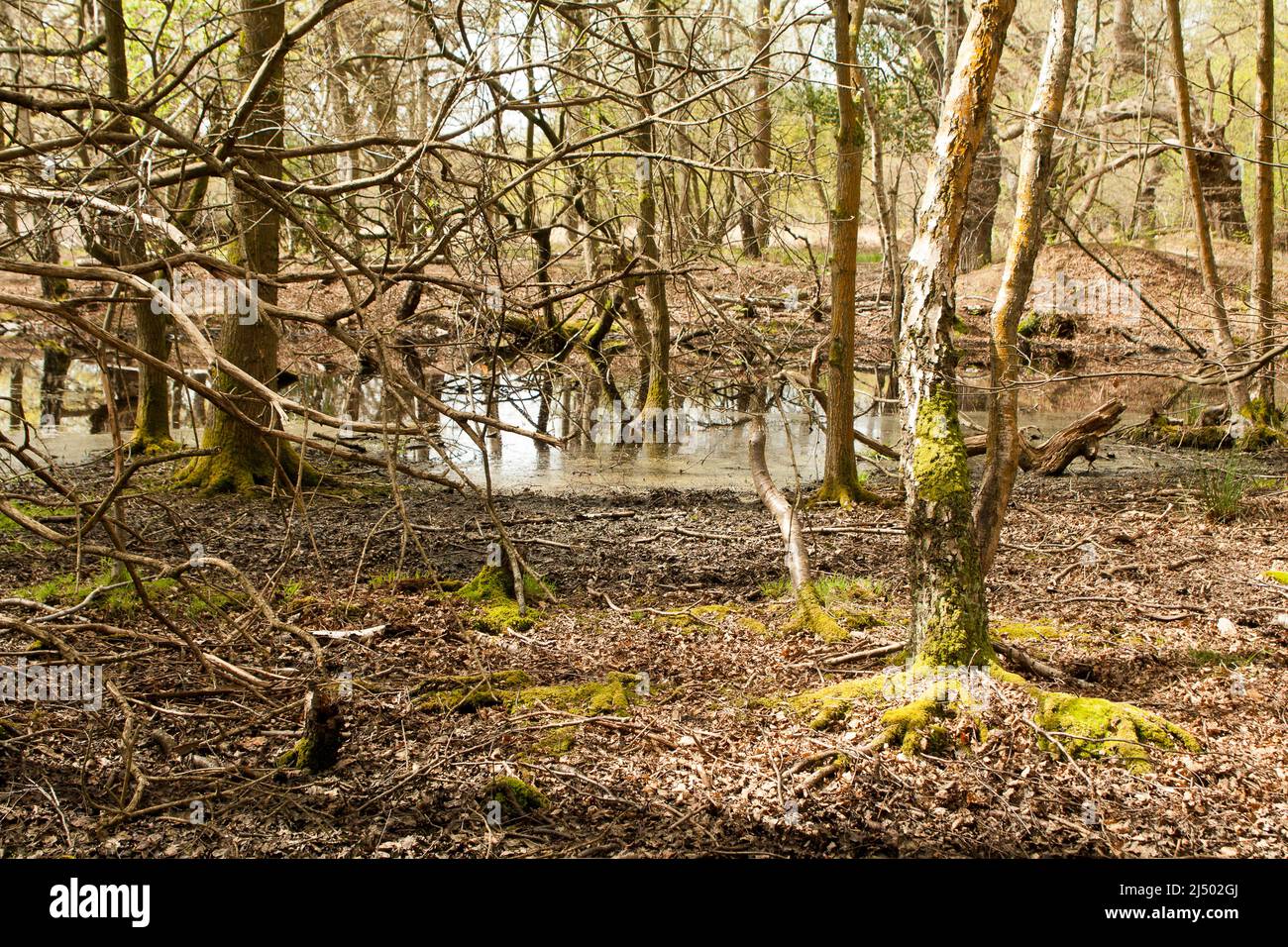 Thames Valley Bog Epping Forest Essex, England UK Europe Stock Photo ...