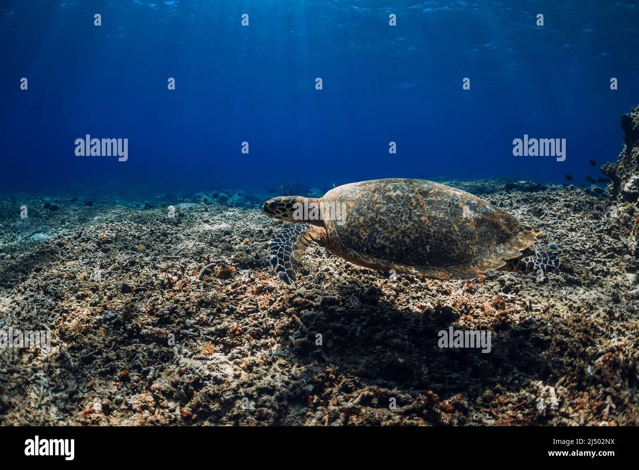 Green Sea Turtle Swim Underwater At The Deep Over Coral Reef In Blue