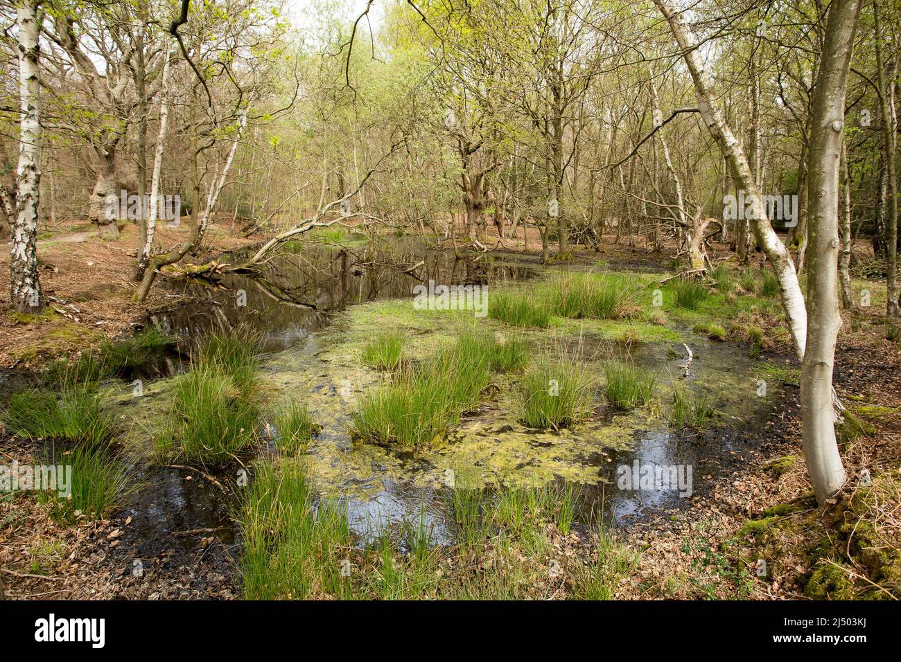 Thames Valley Bog Epping Forest Essex, England UK Europe Stock Photo ...