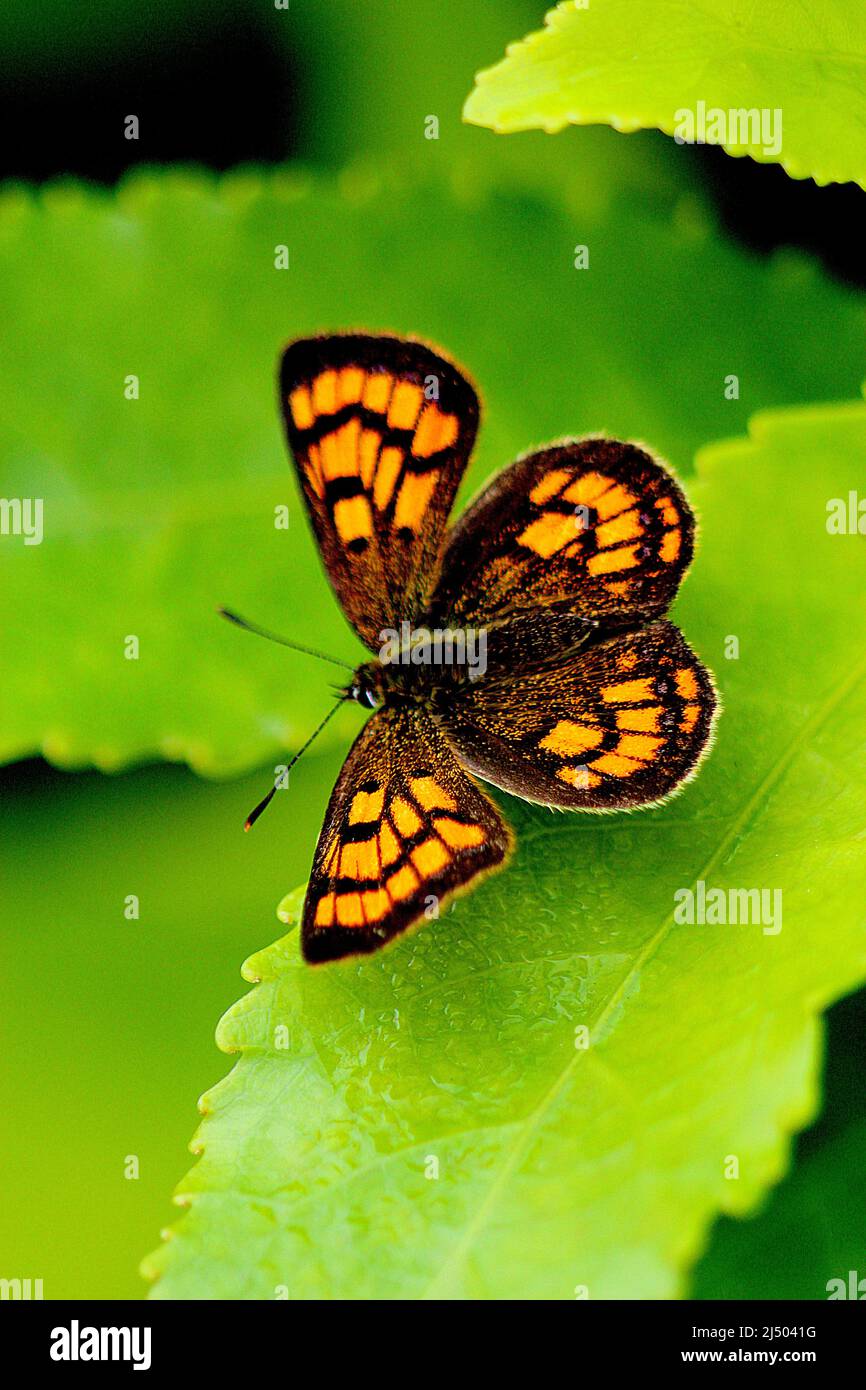 New Zealand coastal copper butterfly (Lycaena rauparaha Stock Photo - Alamy