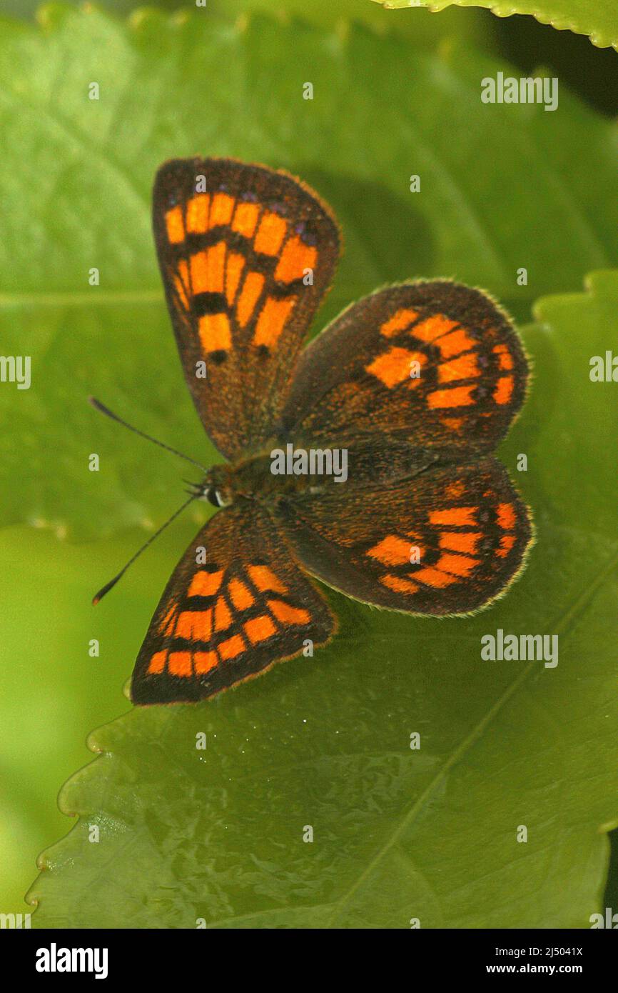 New Zealand coastal copper butterfly (Lycaena rauparaha Stock Photo - Alamy