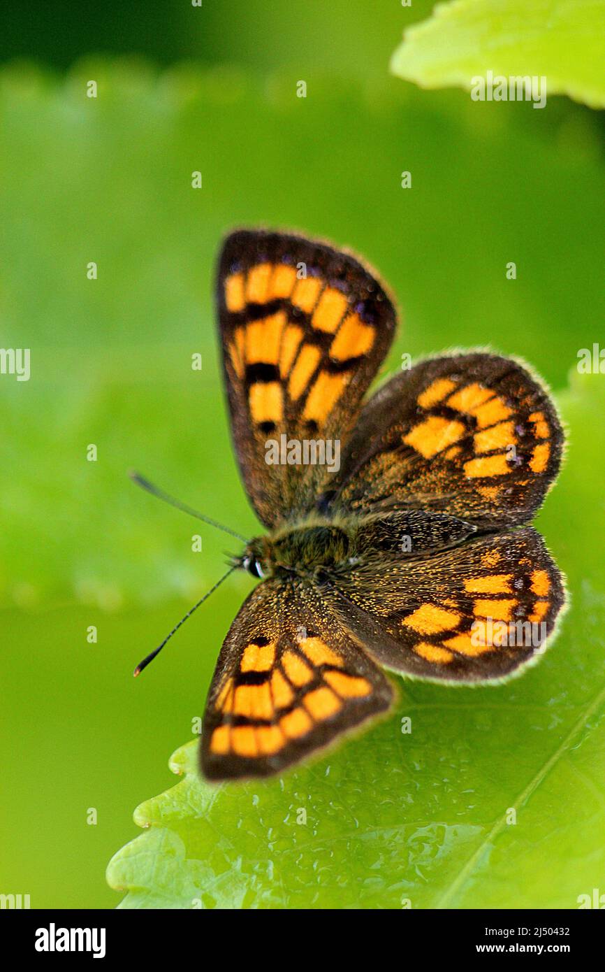 New Zealand coastal copper butterfly (Lycaena rauparaha Stock Photo - Alamy