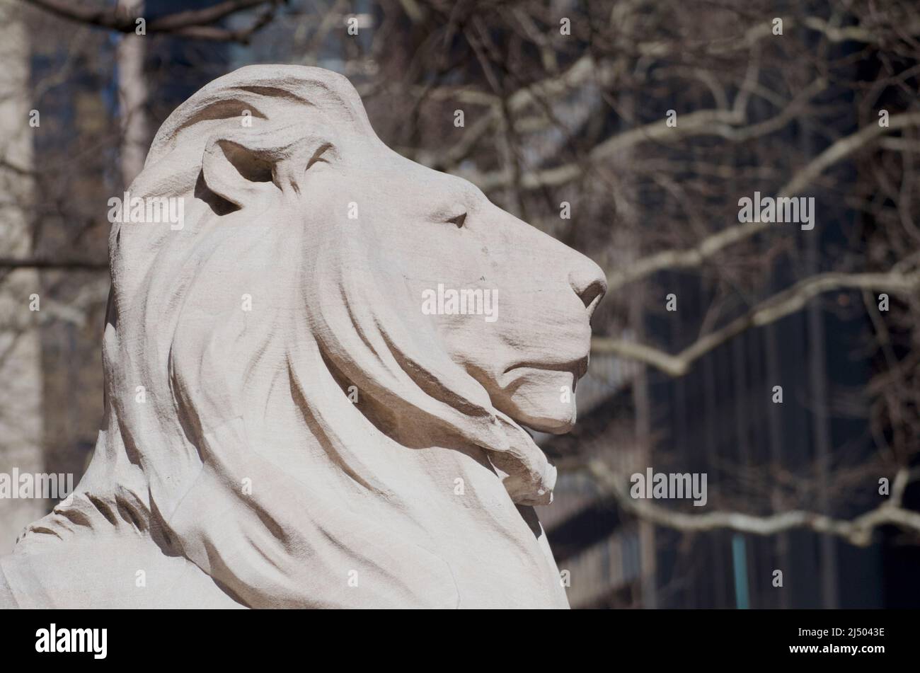 New York City Public Library Lion Statue Stock Photo - Alamy