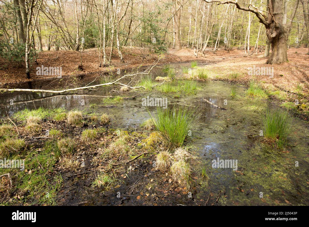 Thames Valley Bog Epping Forest Essex, England UK Europe Stock Photo ...