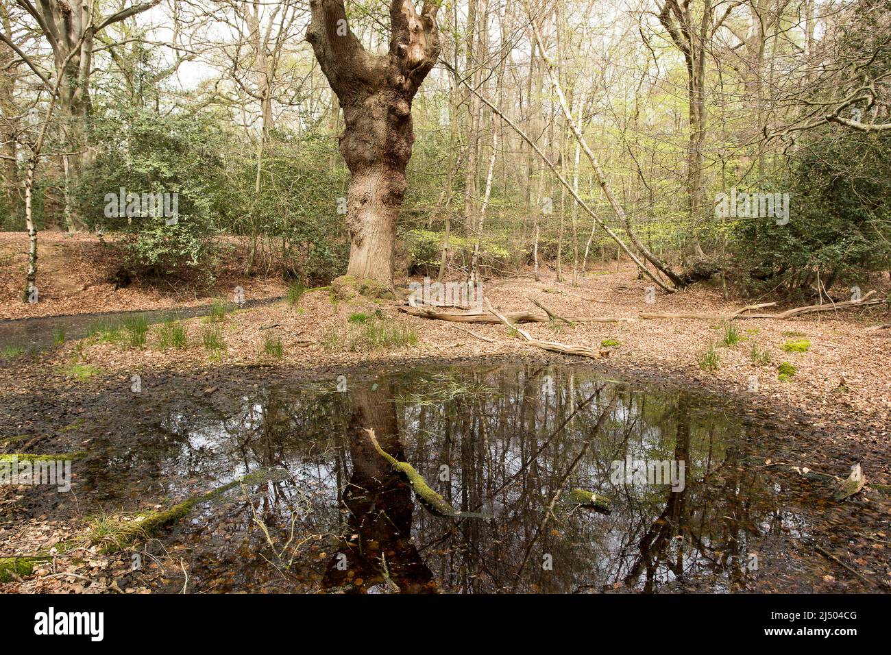 Thames Valley Bog Epping Forest Essex, England UK Europe Stock Photo ...
